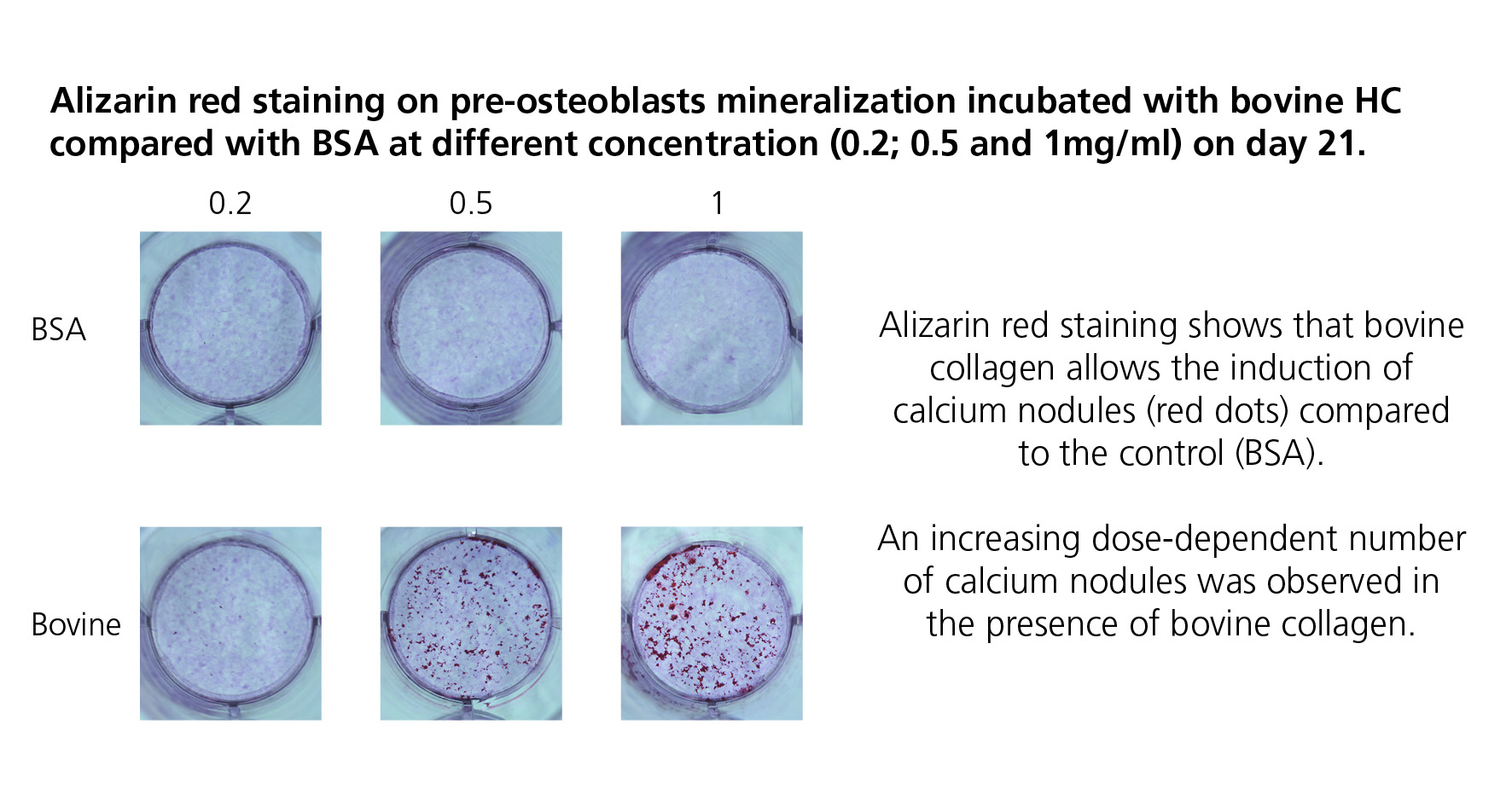 Study Provides Further Evidence of Bone Health Benefits of Peptan ...