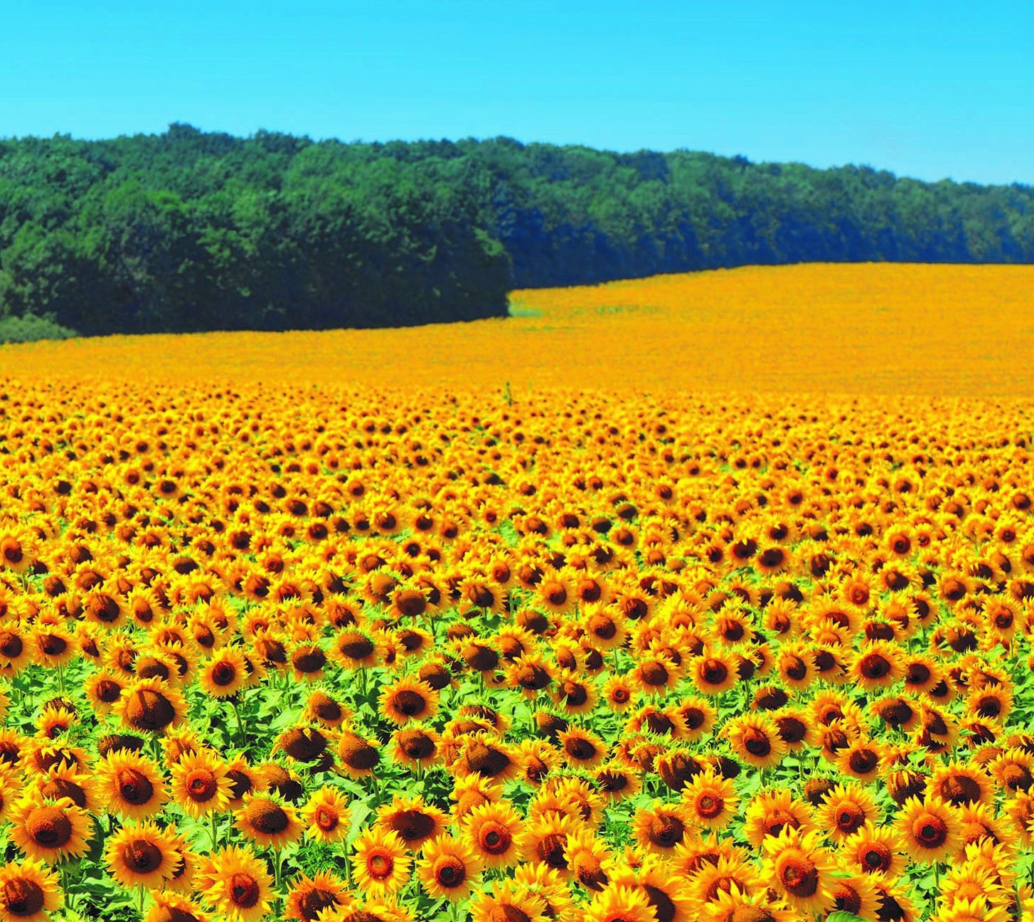 ADM Launches Two New Natural Source Vitamin E Products