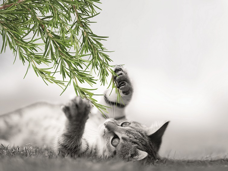 Vitiva Launches SubSTAR, Natural Oxidation Management for Pet Food