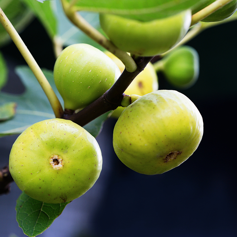 Euromed’s fig extract supports muscle metabolism and insulin sensitivity