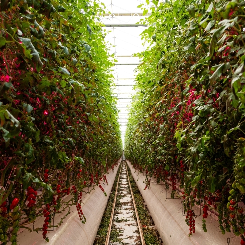 Future Crops latest investment round to scale up vertically farmed crops