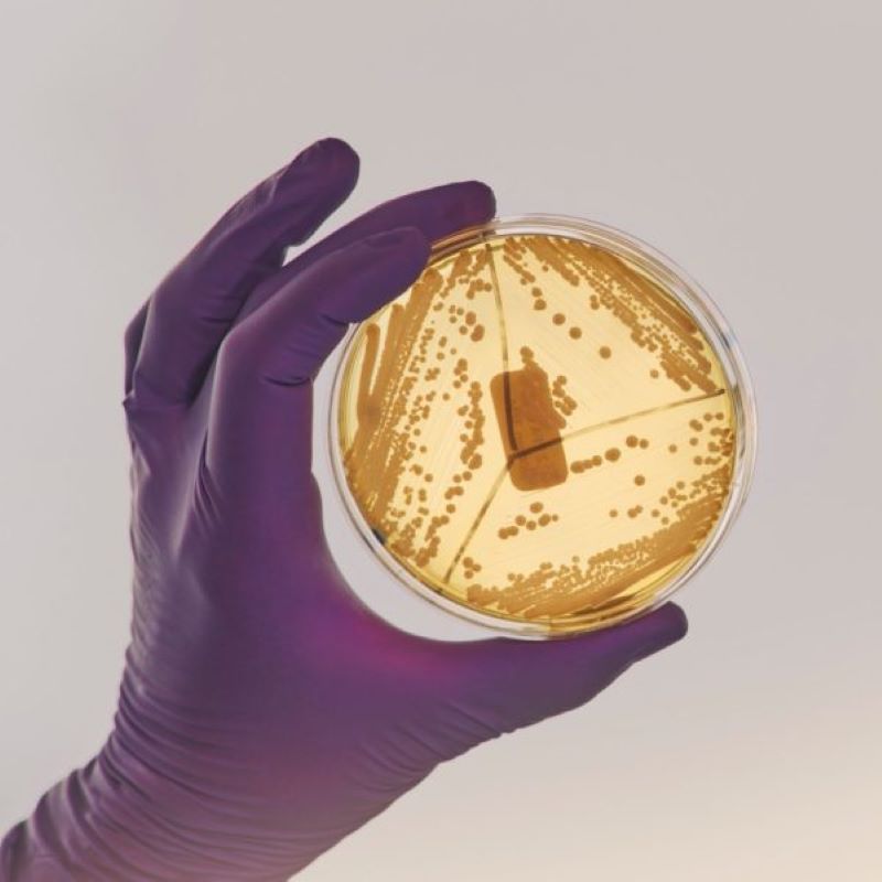 Amyris fermentation plant begins production of genetically engineered ...