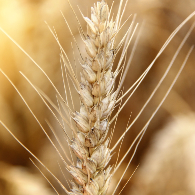 UN-led grain initiative “must be renewed” to keep prices stable and ...