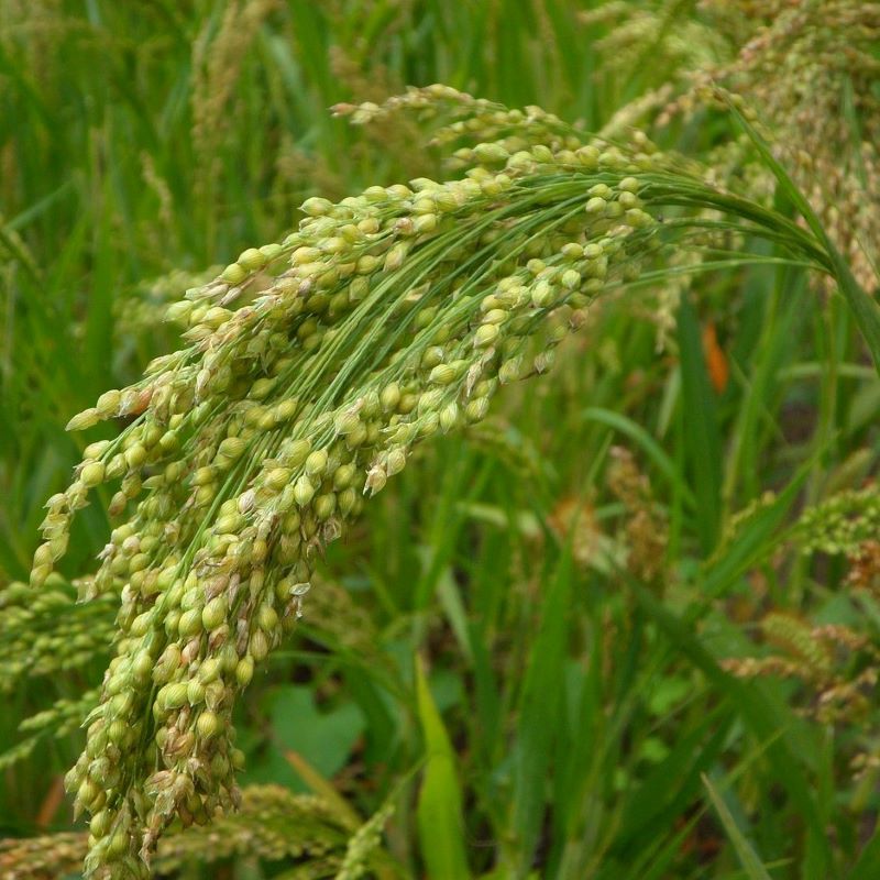 The mighty millet: Scientists investigate superfood crop’s mineral ...