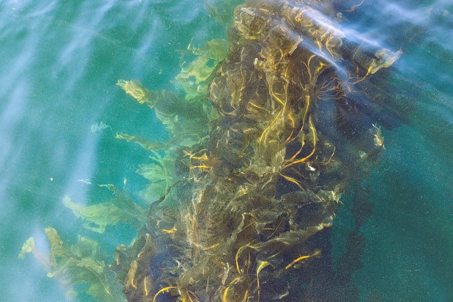 BioMara and Macphie unveil sustainable, health-boosting seaweed fiber