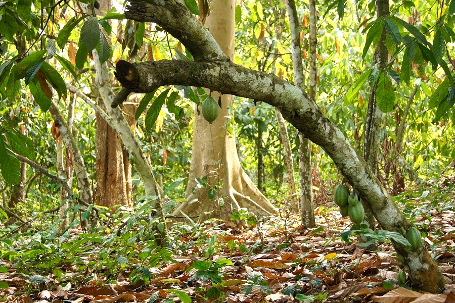 Scientists call for shade-grown cocoa to boost carbon savings and ...