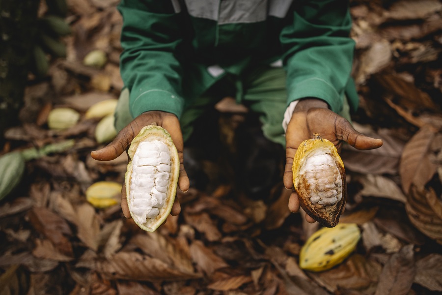Unlocking cocoa potential: Nestlé taps fermentation and upcycles fruit ...