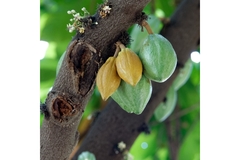 Scientists precisely determine cocoa’s flavor profile with new methodology